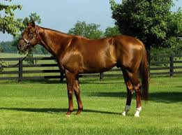 Stallions – EQUISTAR